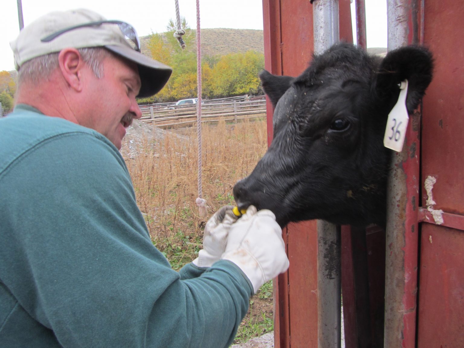 Low-Stress Calf Weaning - Countryside